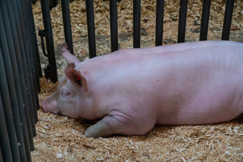 Study COVID 19 Impact On Hog Farms Will Be Felt Across Minnesota study-covid-19-impact-on-hog-farms-will-be-felt-across-minnesota