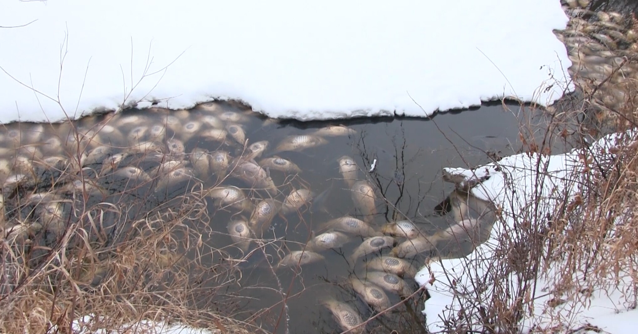 DNR: Effects of winterkill showing on some southern Minnesota lakes ...