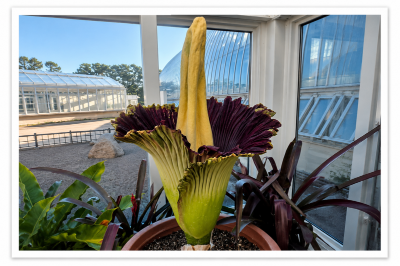 Horace the Corpse Flower Blooms Again at Como Conservatory – Marshall Radio